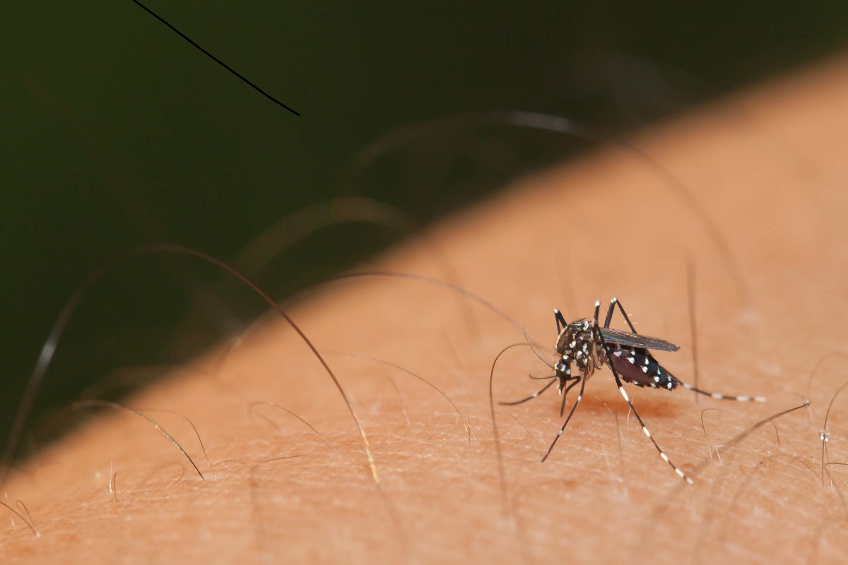 Este é o método comprovado para afastar mosquitos da casa - Brasil123